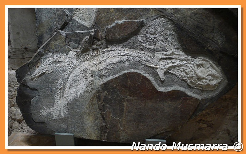 Orthacanthus Fossil